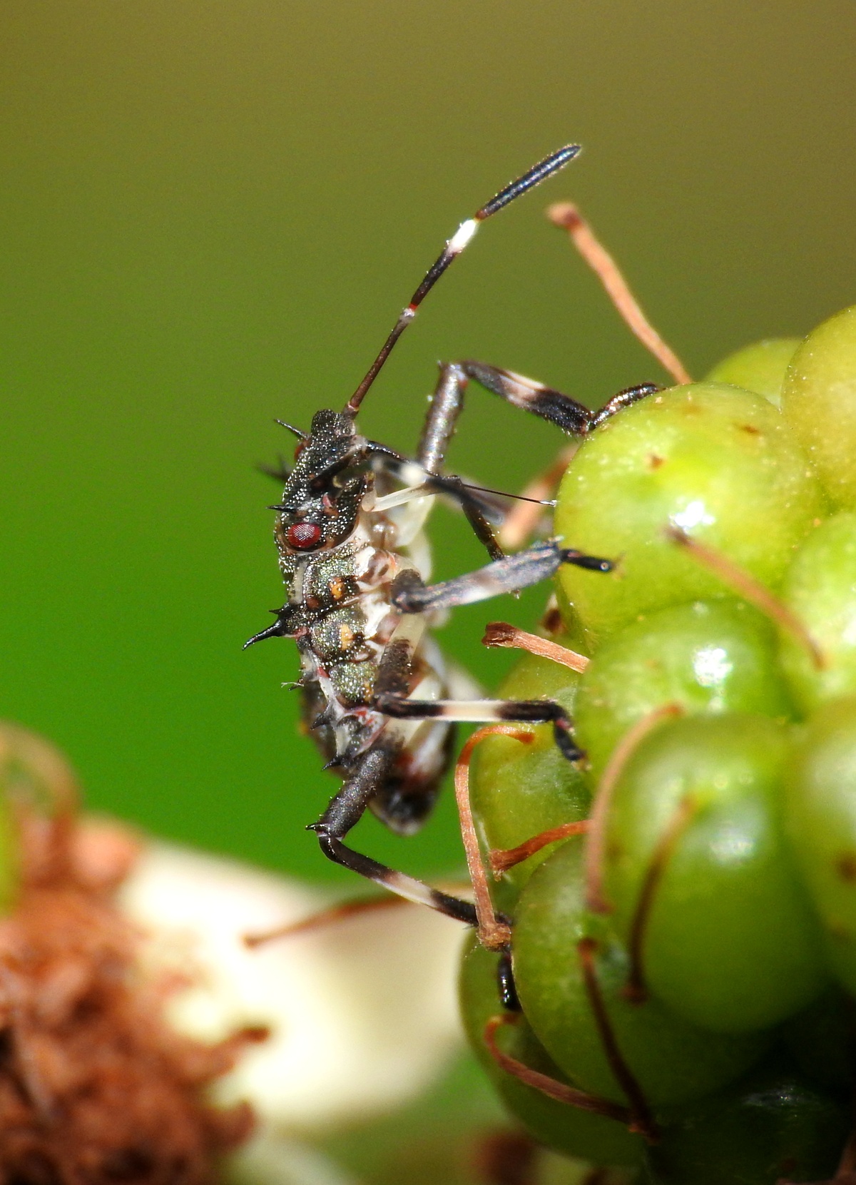 Wanzen im Obstbau (ABH093) — Website